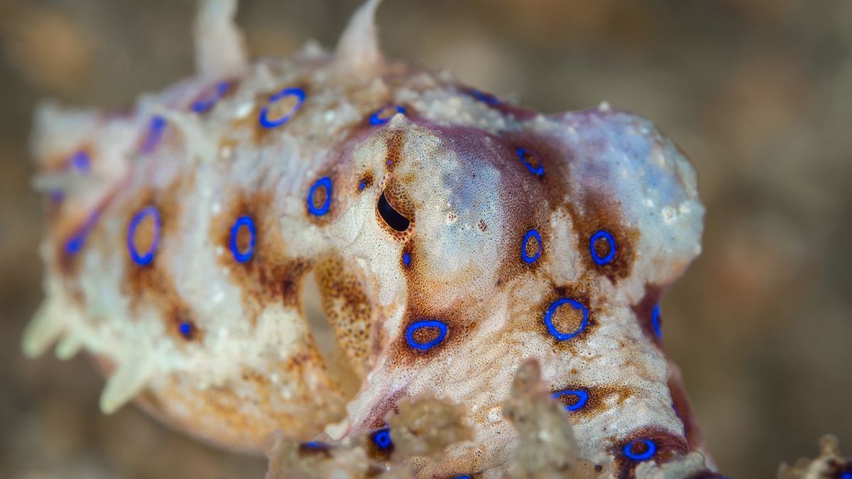 Blue-ringed octopus, one of the most toxic animals on Earth, bites teen ...
