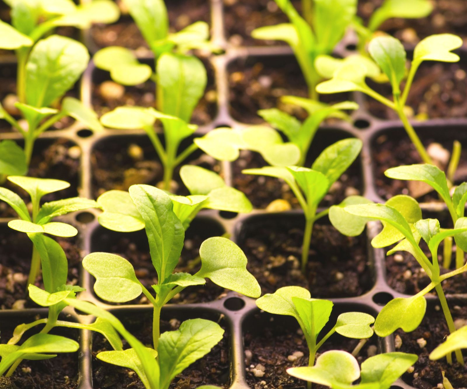 How to grow milkweed: for bright blooms year after year | Homes and Gardens