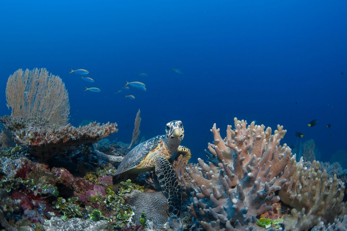 Treasured islands: The Maldivian hotels leading the way when it comes ...