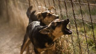 Signs of aggression in dogs: 12 body cues to be aware of | PetsRadar