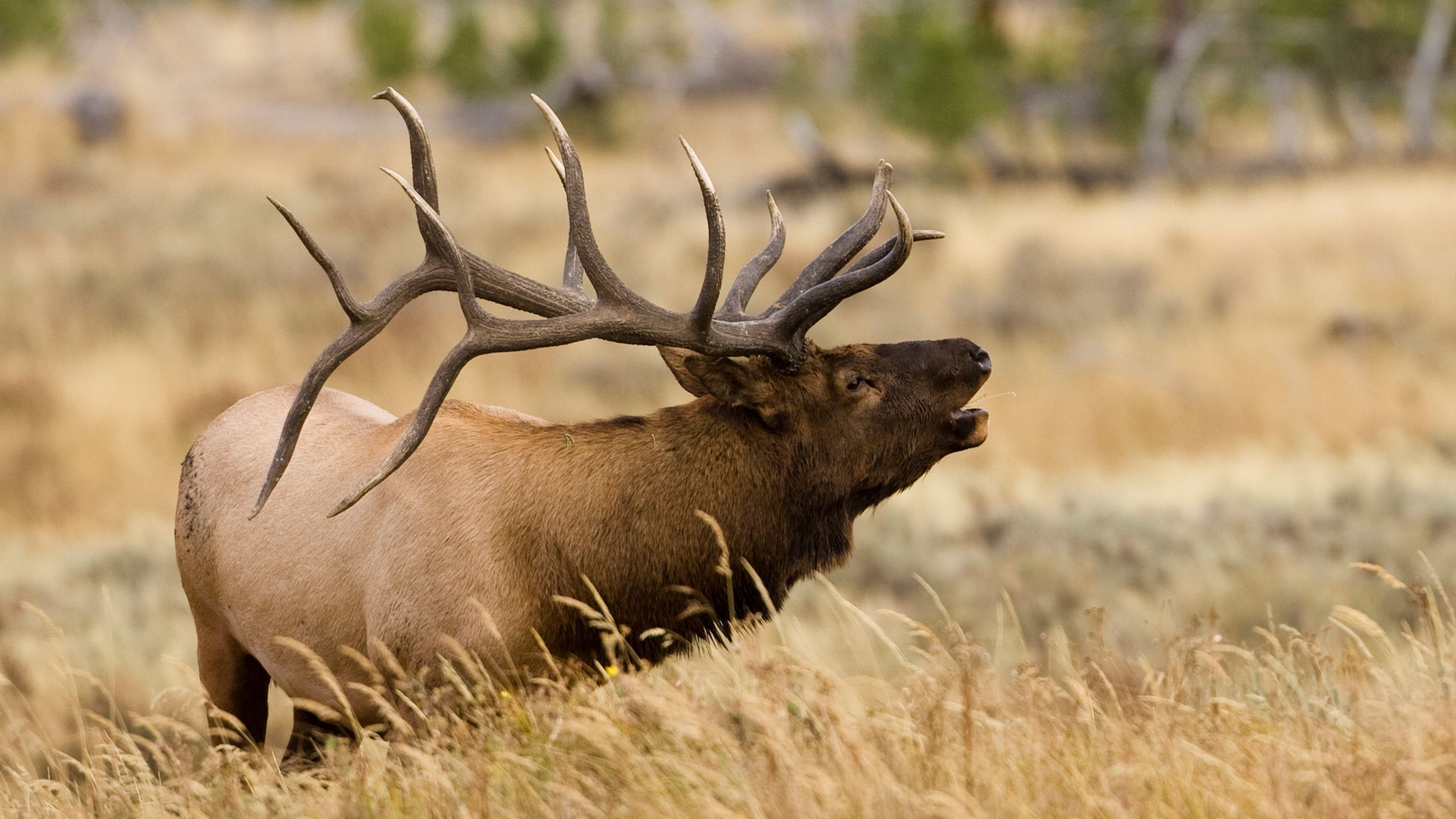 Yellowstone tourist poses for ill-judged selfie with bull elk during ...