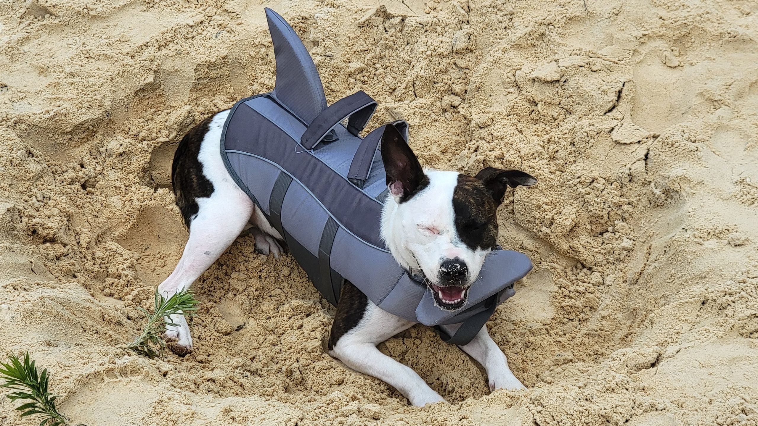 Amazon Prime Day has gone to the dogs, here are great deals on tech and ...