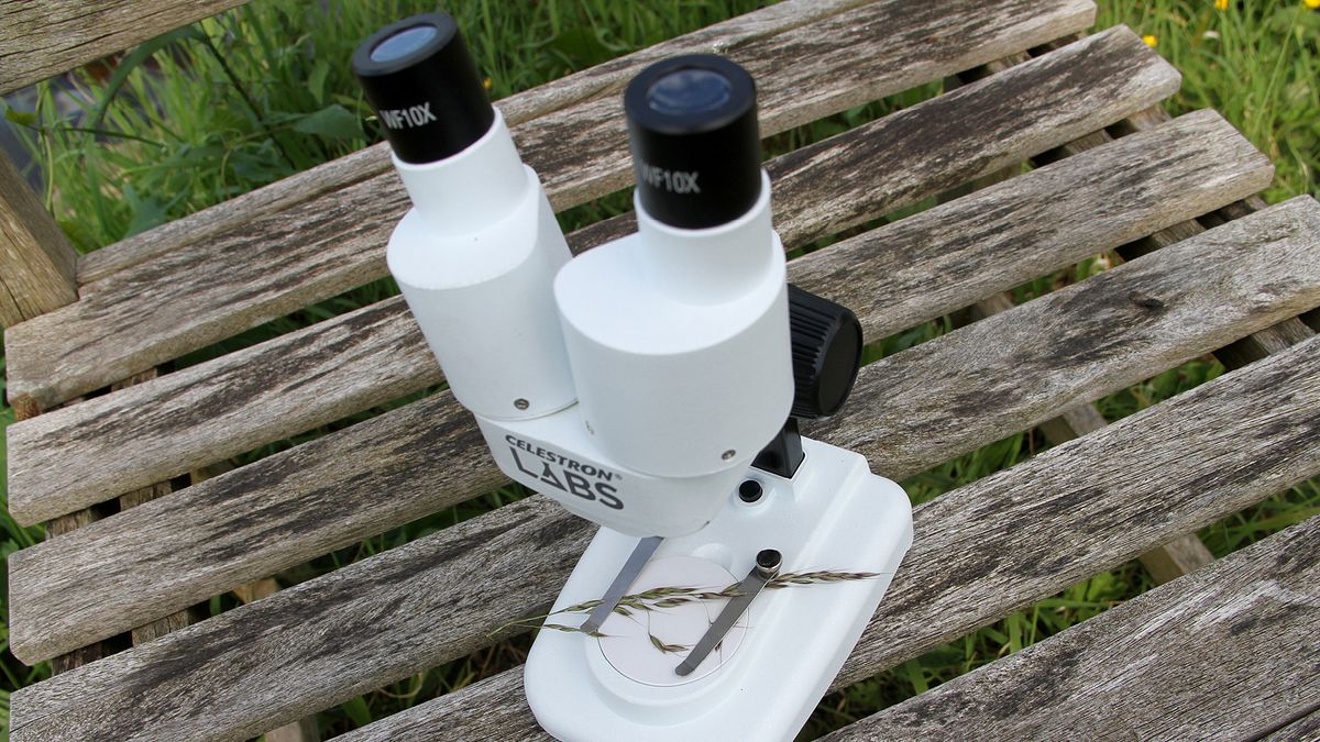 The best microscopes in 2025 | Digital Camera World