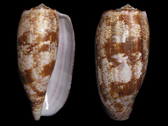 Venomous Cone Snails Weaponize Insulin to Stun Prey | Live Science