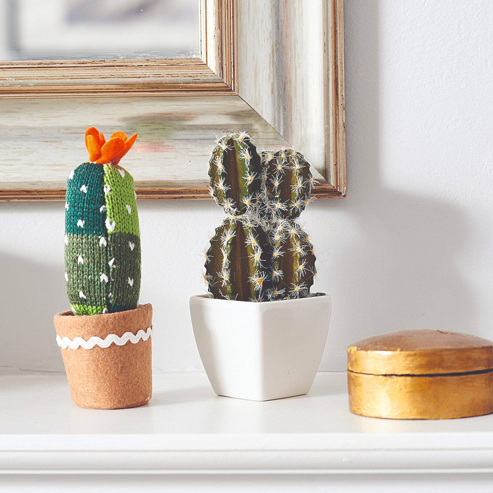How to get your cactus to flower in a few easy steps | Ideal Home