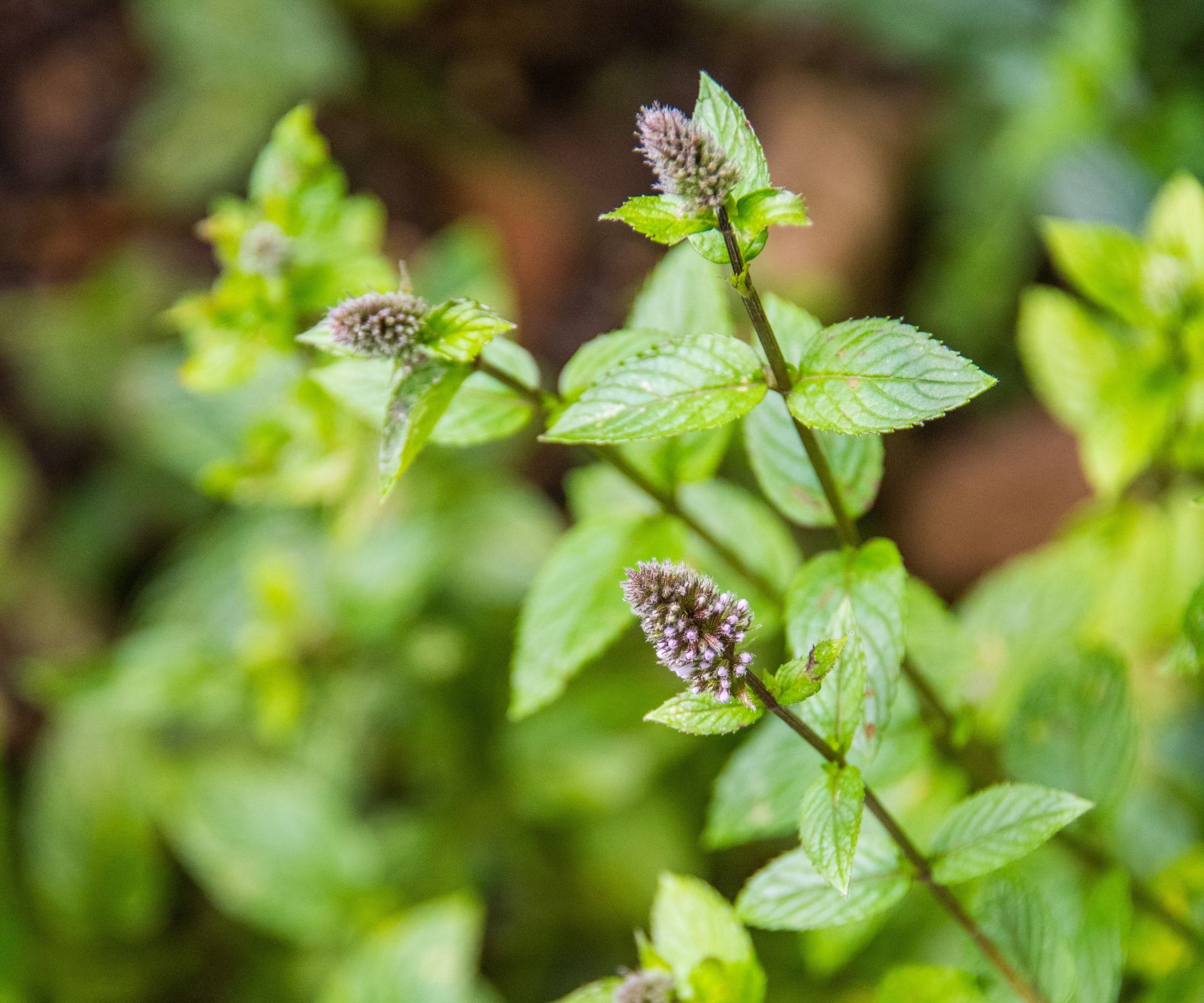 The three reasons to plant mint with tomatoes in a garden | Homes and ...