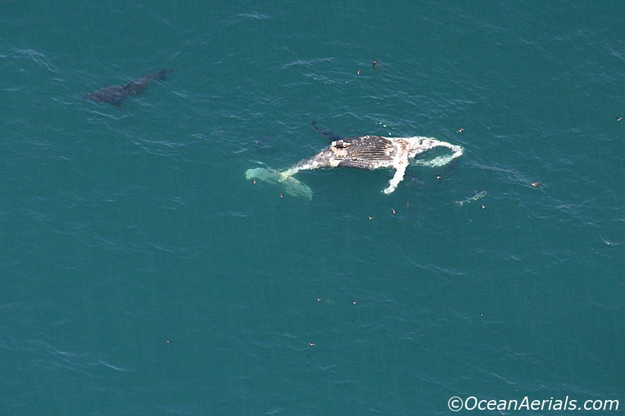 Images: Sharks & Whales from Above: Page 2 | Live Science