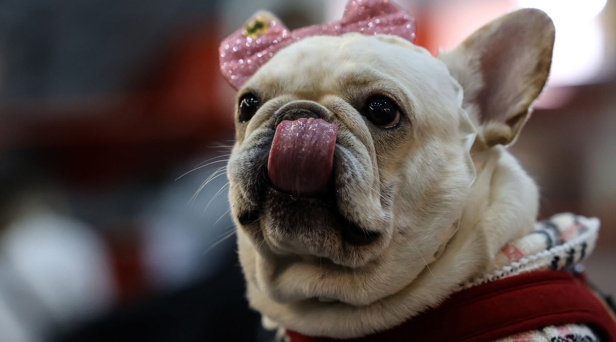 Liverpool could keep Fabinho as midfielder's DOGS complicate Saudi ...