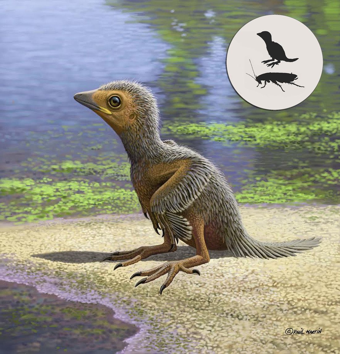 This Is One of the Tiniest Ancient Birds, and It Lived Alongside Giant ...