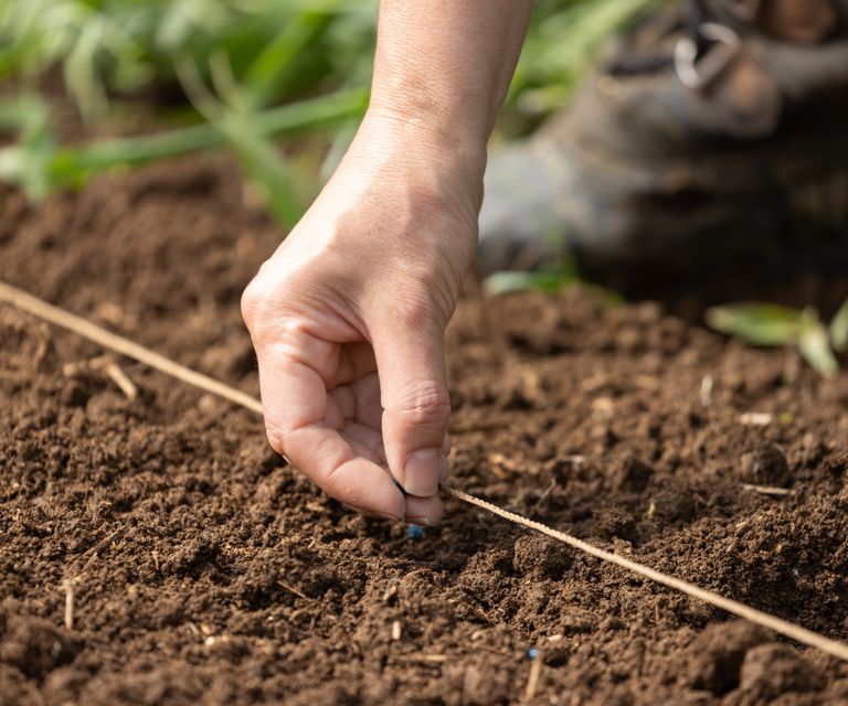 How to grow broccoli rabe - tips for a successful crop | Homes and Gardens