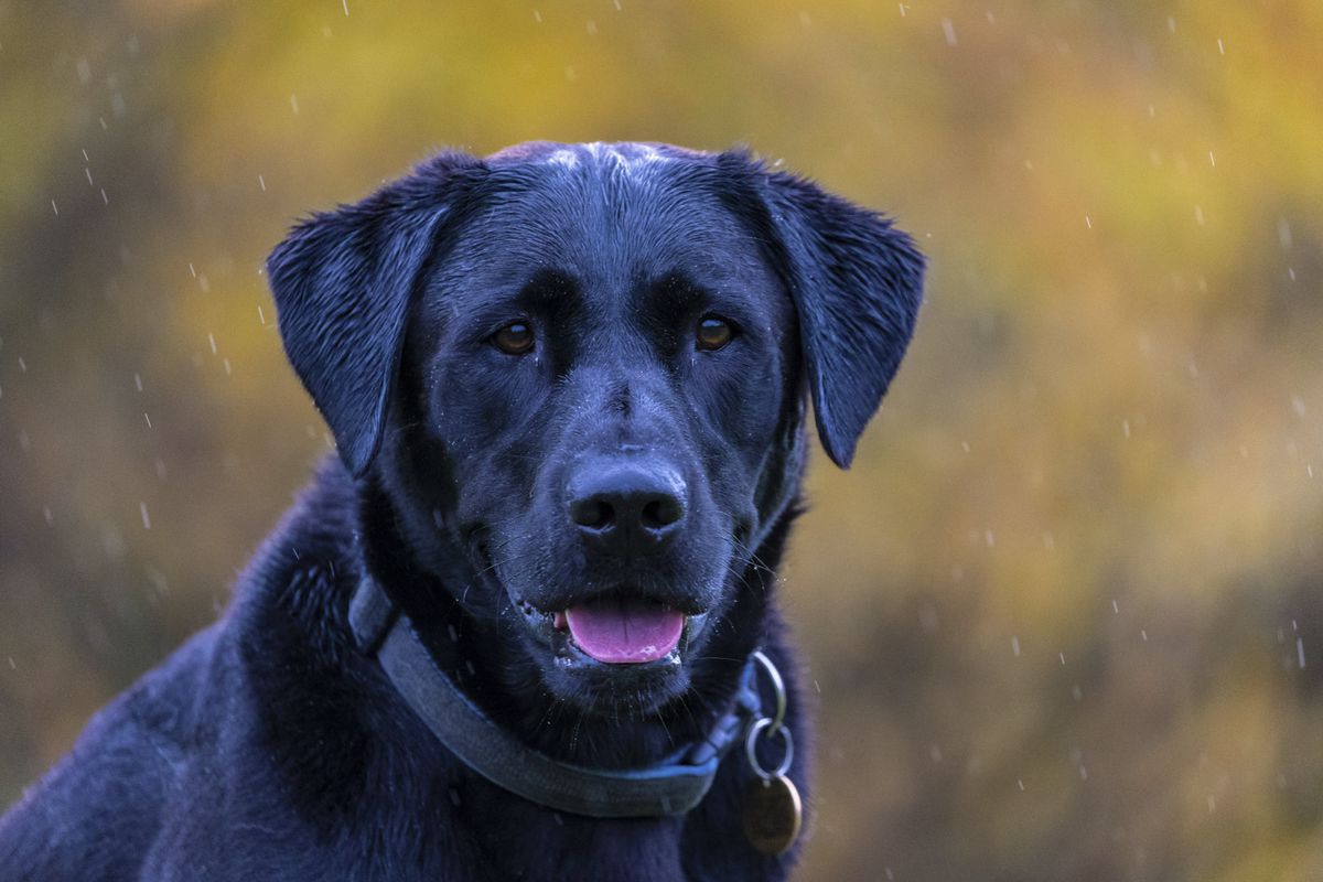 10 pro photo tips for perfect pet portraits at home and outdoors ...
