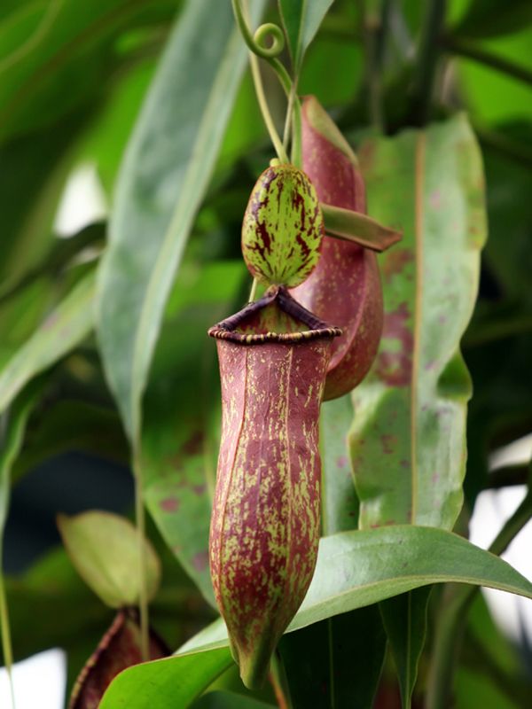 Naughty by Nature: The Most Disgusting and Deadly Flowers | Live Science