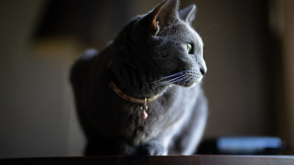 32 facts about Russian Blue cats | PetsRadar