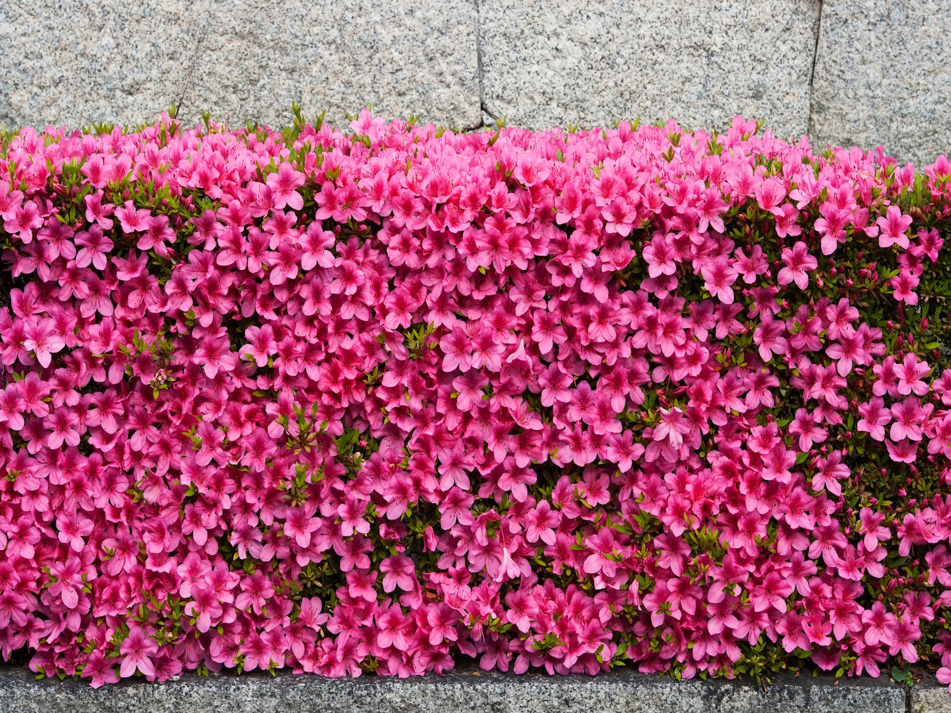 Best flowering hedges: 12 plants for beautiful boundaries | Homes and ...