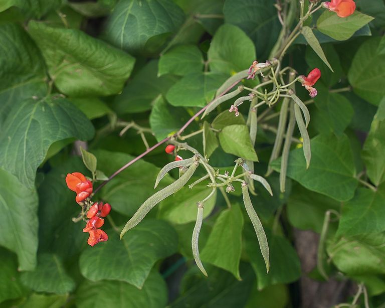 How to grow runner beans – from seed and in pots | Homes and Gardens