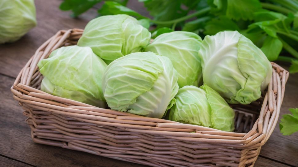 Can dogs eat cabbage? I'm a vet, here's whether it’s safe to eat ...