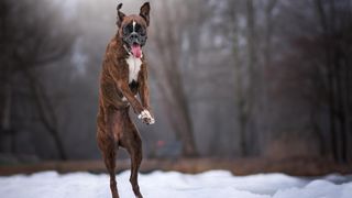 Highest jumping dogs: 20 that can reach impressive heights | PetsRadar
