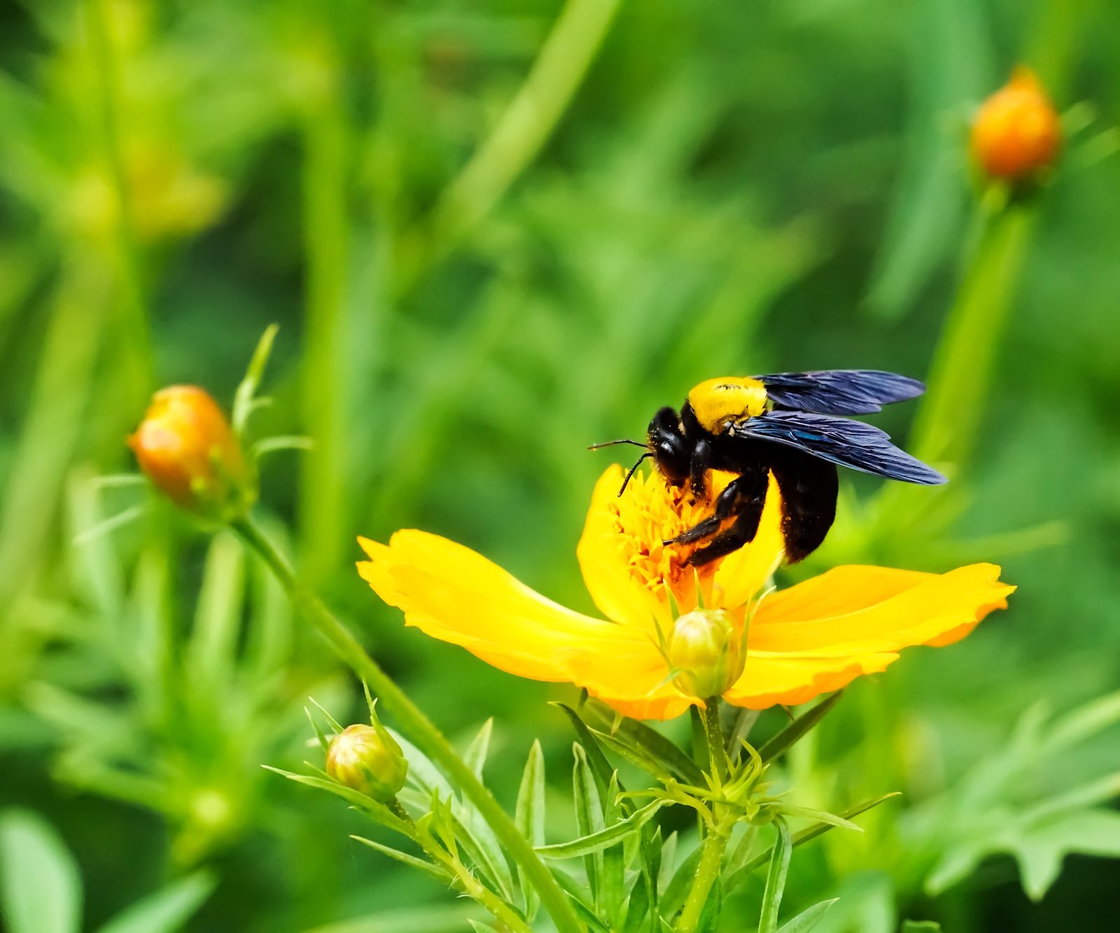 How to get rid of carpenter bees: 9 expert solutions | Homes and Gardens