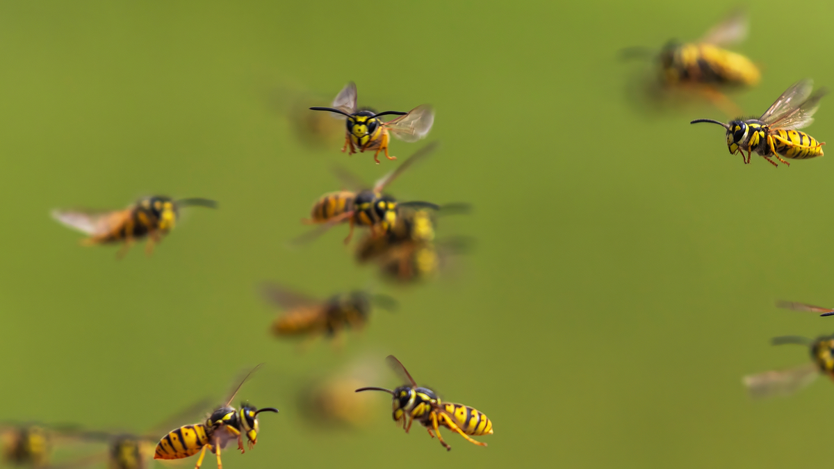 Banish wasps from your home using this one non-toxic household item ...