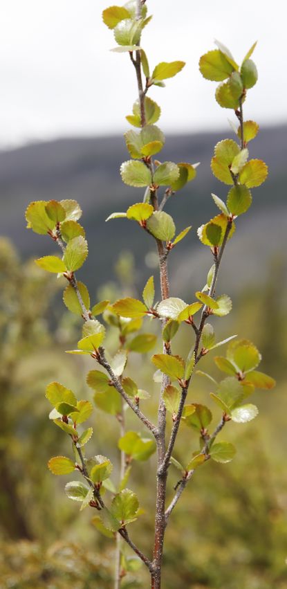 Birch trees: a guide to popular species | Homes and Gardens