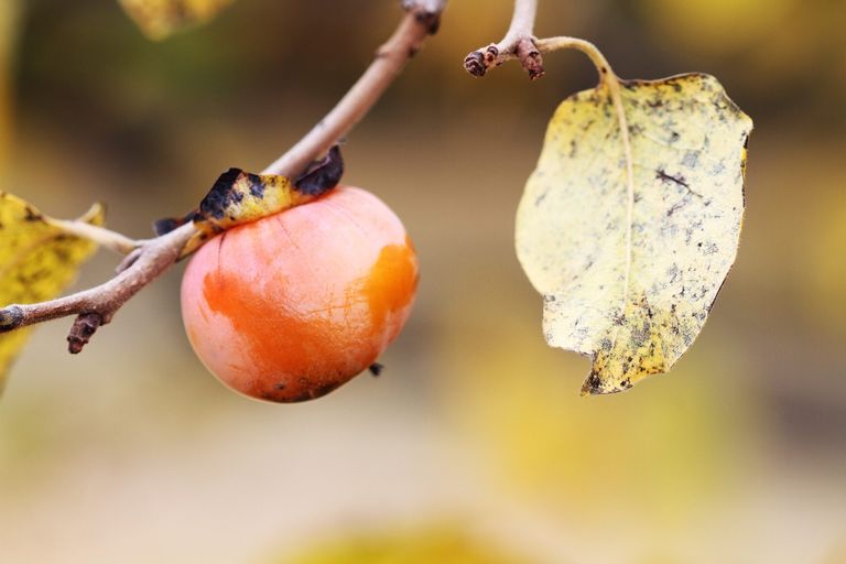 Persimmon Disease Control And Prevention - Learn About Persimmon Fruit ...