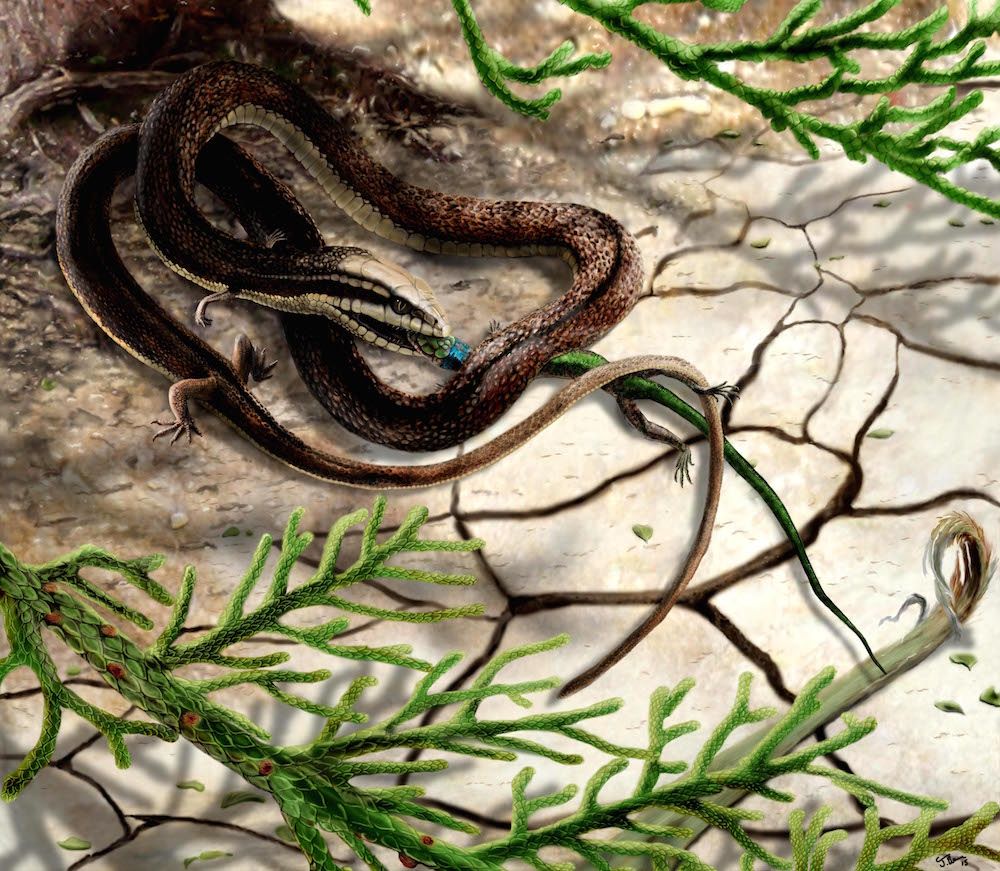 Photos: Weird 4-Legged Snake Was Transitional Creature | Live Science
