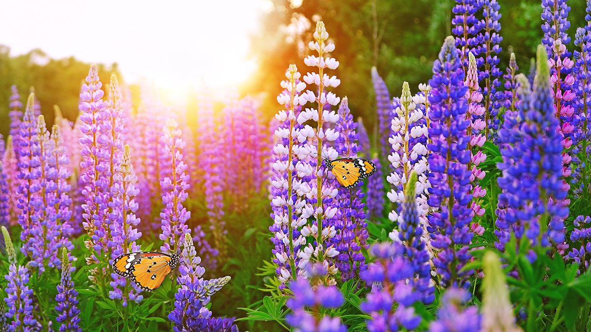8 Flower Seeds To Sow In Fall That Are Butterfly Magnets | Gardening ...