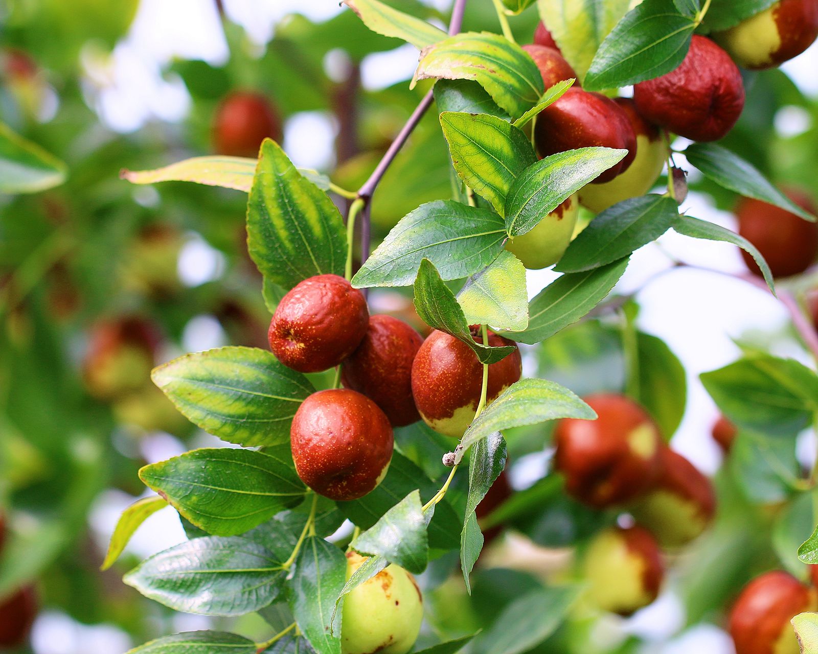 8 Drought-Tolerant Fruit Trees That Will Survive The Heat | Gardening ...