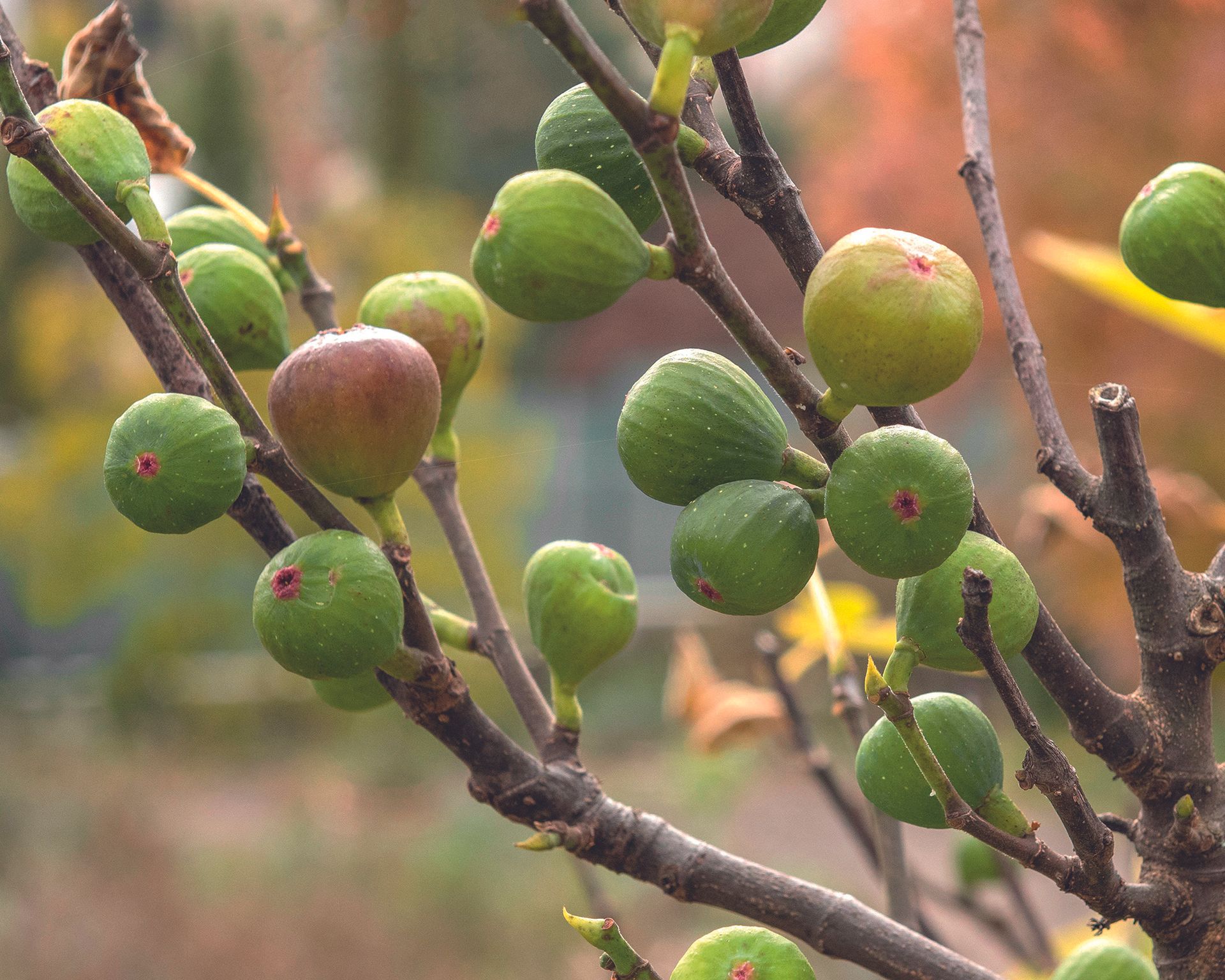 Fig Wasps: Unveiling the Hidden World Within Your Figs | Gardening Know How