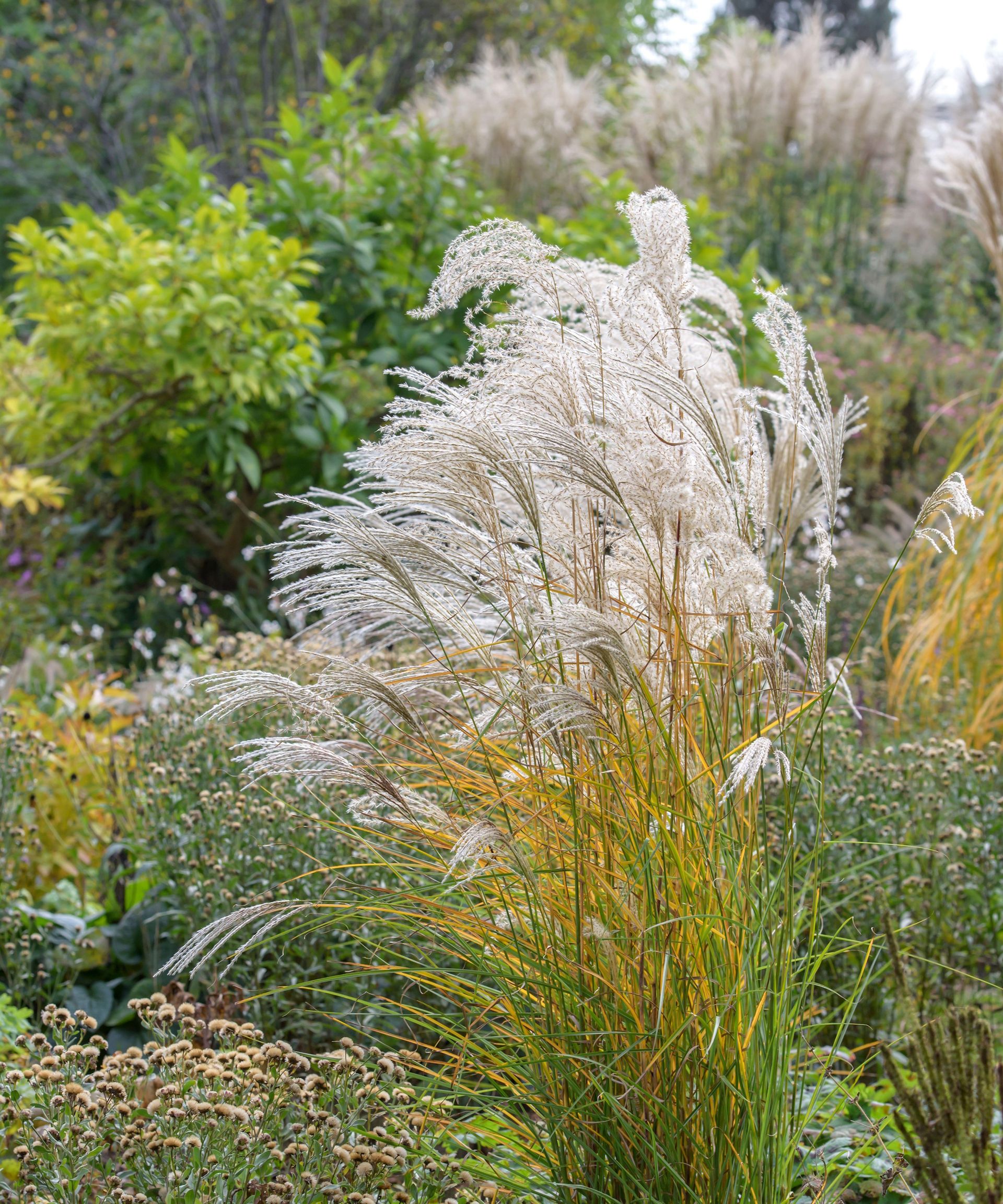 Best miscanthus varieties: 15 of the top ornamental grasses | Homes and ...