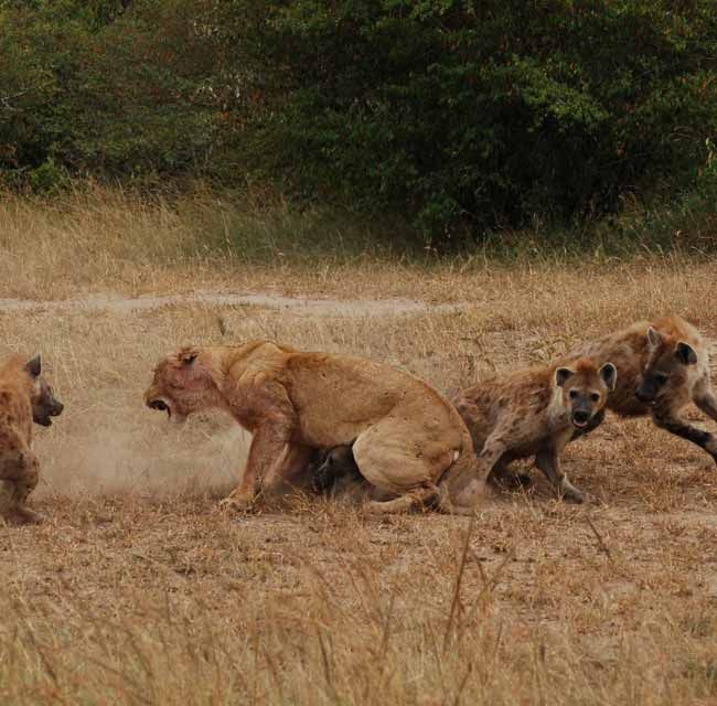 Articles by Greg Soltis | Live Science