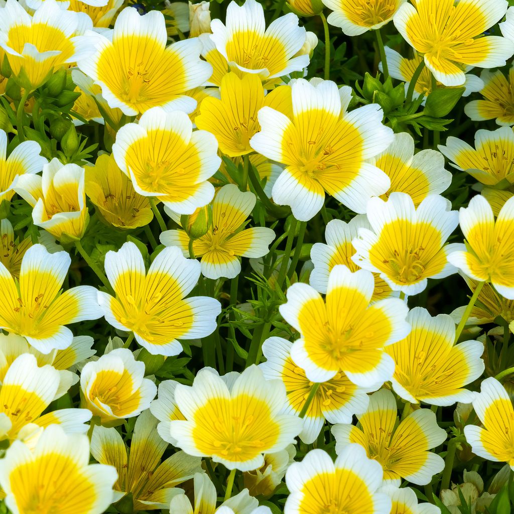 What to plant in June - the flowers, fruits and veg to grow | Ideal Home