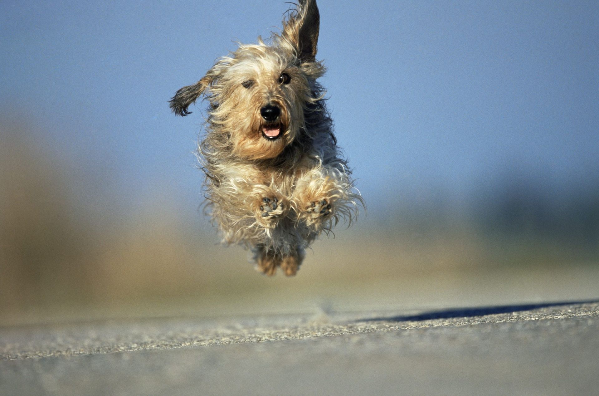 How to stop a dog chasing cars: Six tips from top dog-trainer Ben ...