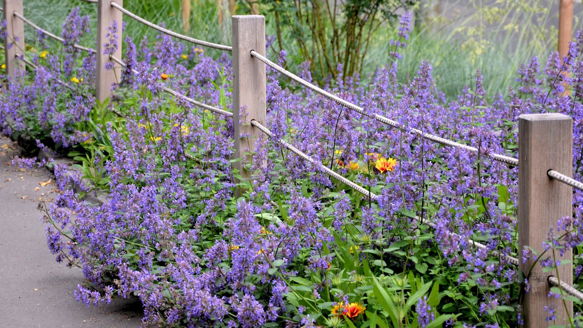 Top 10 Flowering Ground Covers | Gardening Know How