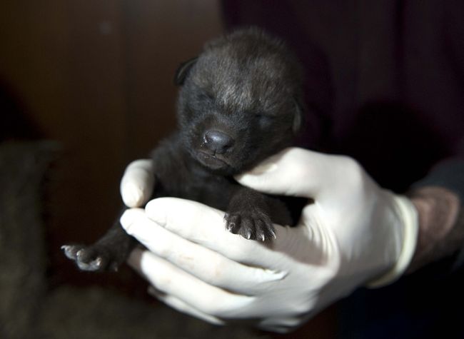 Gallery: Brand-New Baby Wolves | Live Science