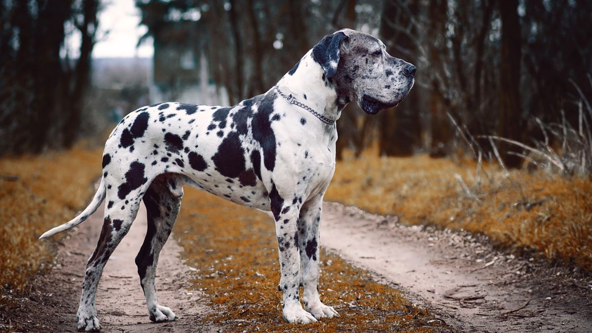 32 dog breeds that are the biggest droolers | PetsRadar