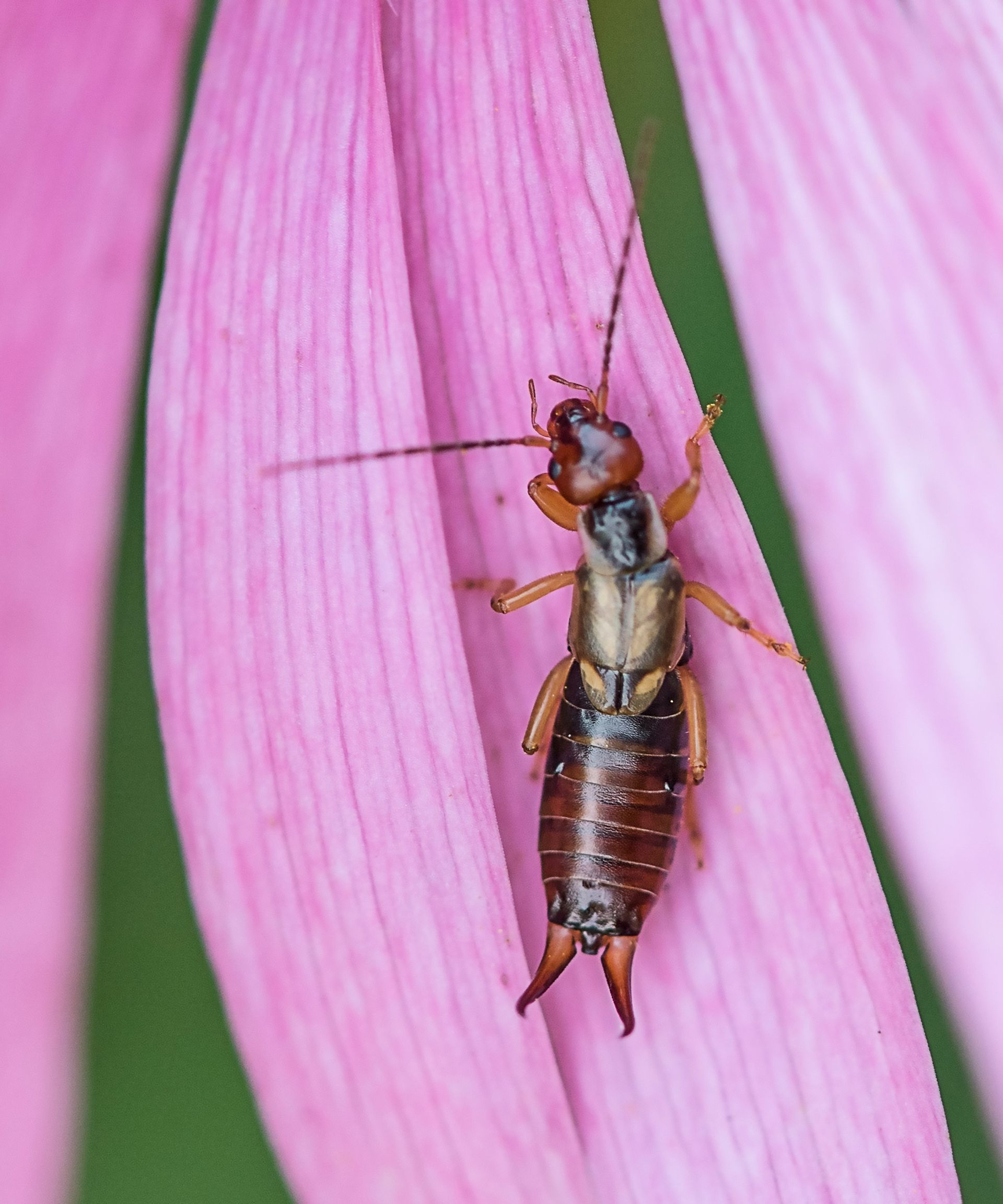 How to get rid of earwigs: 8 expertly recommended tips | Homes and Gardens