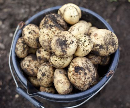 How to grow potatoes in a bucket: 8 simple steps for success | Homes ...