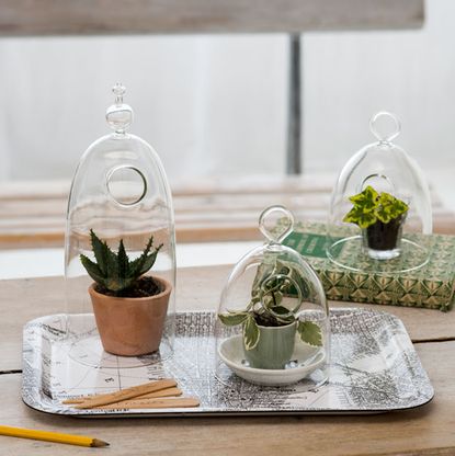 succulent and cactus displays | Ideal Home