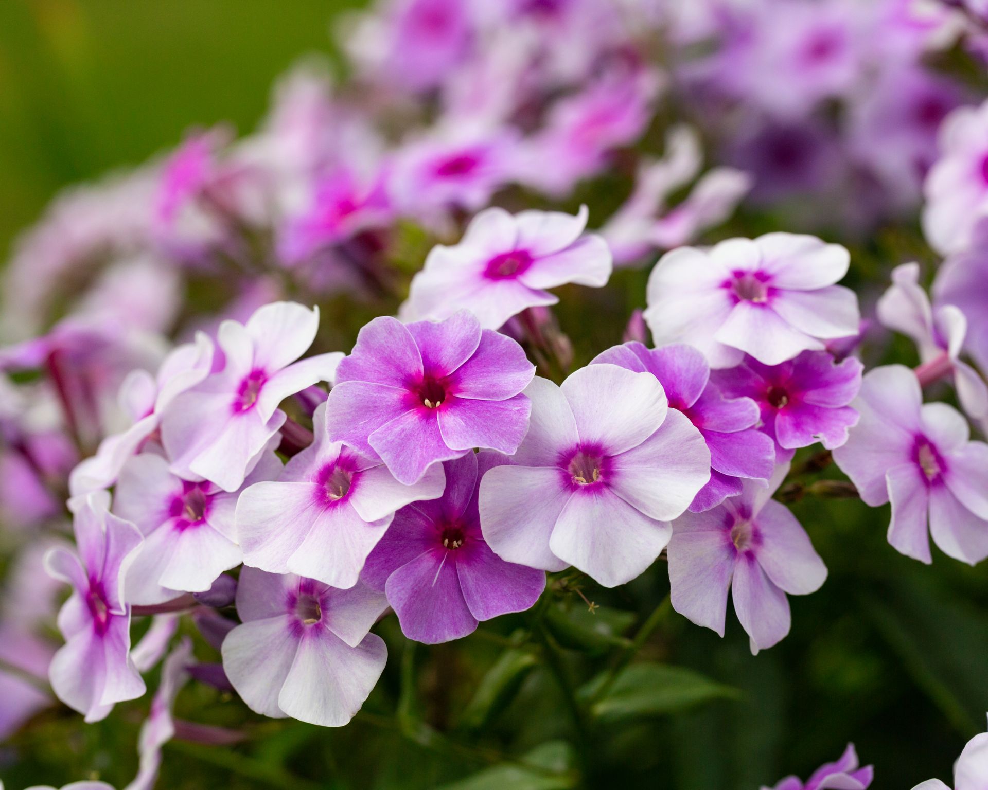 Grow These Fabulous Phlox Varieties For Beds, Borders & Pots ...
