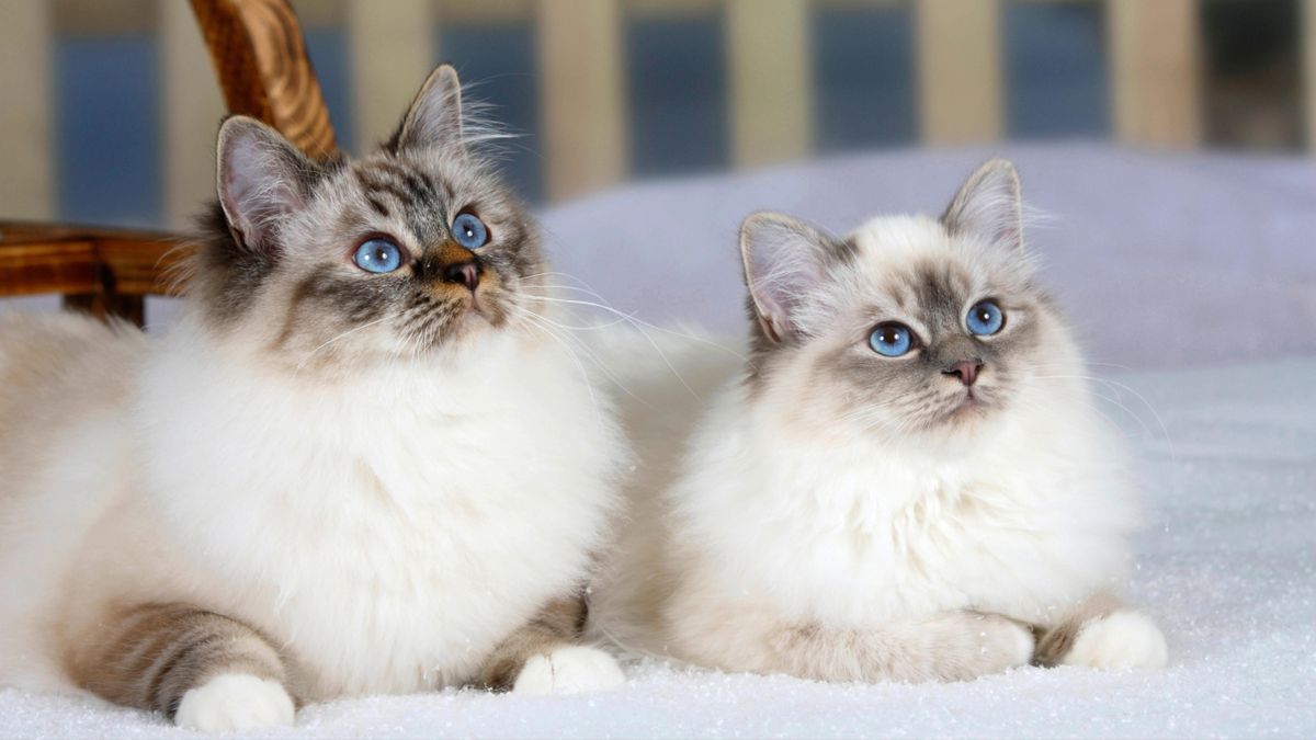 20 indoor cat breeds you’ll want in your home | PetsRadar