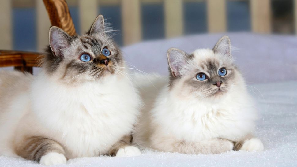 20 indoor cat breeds you’ll want in your home | PetsRadar