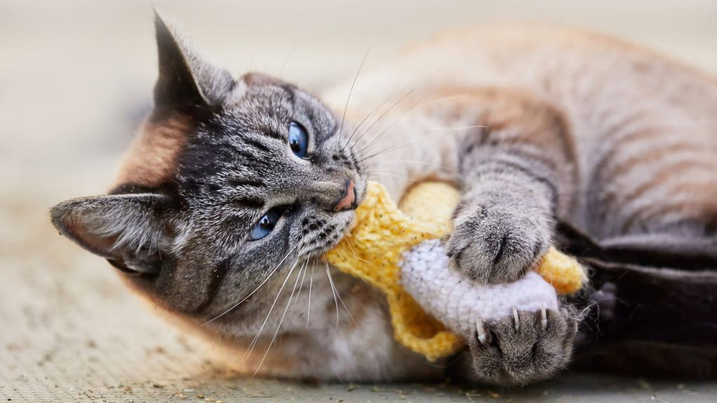 What is silver vine? What to know about the catnip alternative | PetsRadar