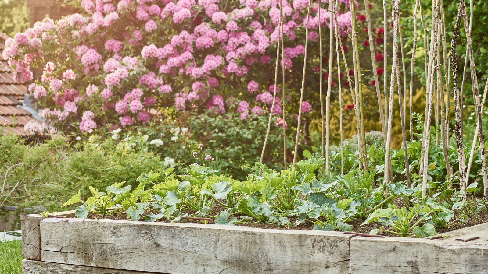 How to grow courgettes vertically - a simple step-by-step | Ideal Home