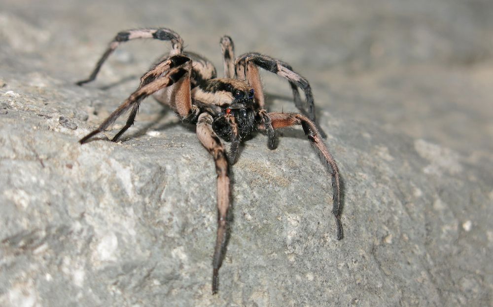 Furry 'Harry Potter' Spider Discovered in Mountain Burrow | Live Science