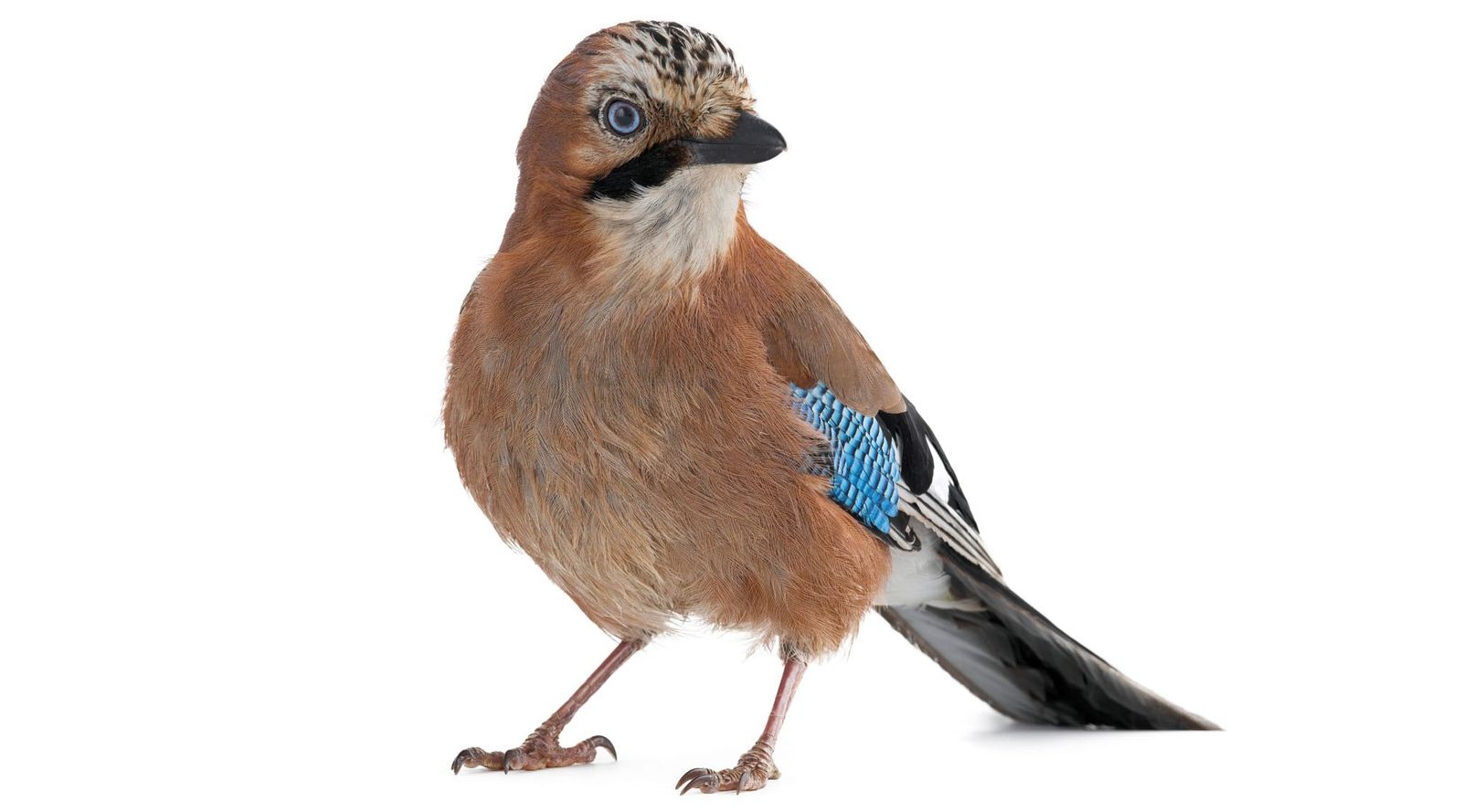 Crows: Everything you need to know about the whole corvid family, from ...