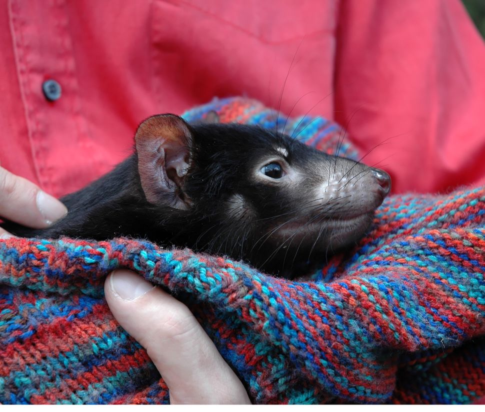 Australia's struggling marsupial: Photos of the Tasmanian devil | Live ...