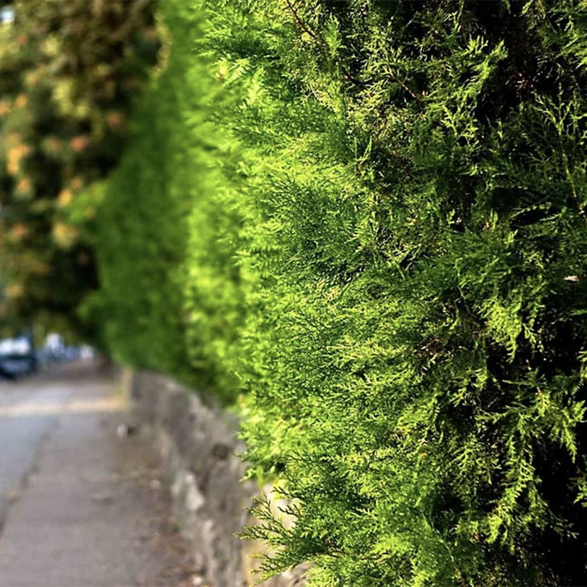 5 fast growing hedges for creating privacy in no time | Homebuilding