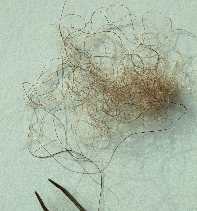 'Yeti' Hair? Nothing So Abominable, Scientists Find | Live Science