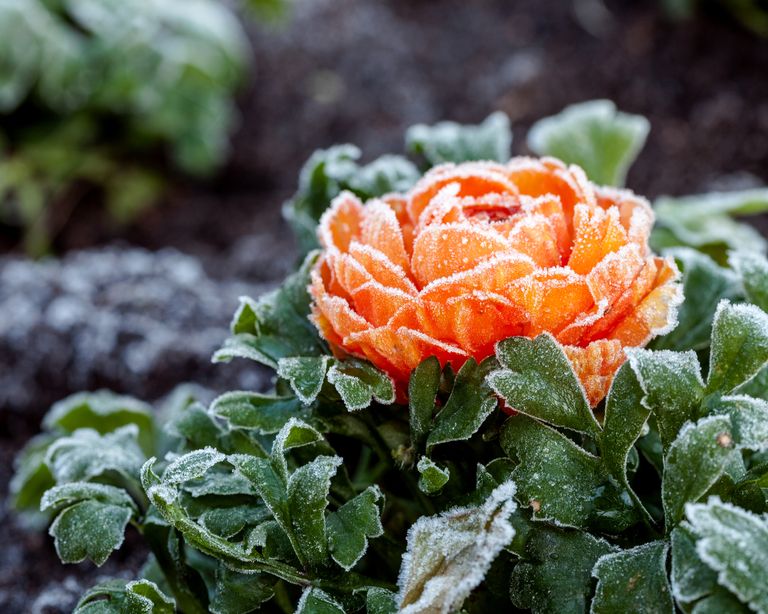 When is the first frost? Here's how to find out | Gardeningetc